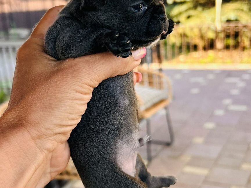 Щенки чихуахуа