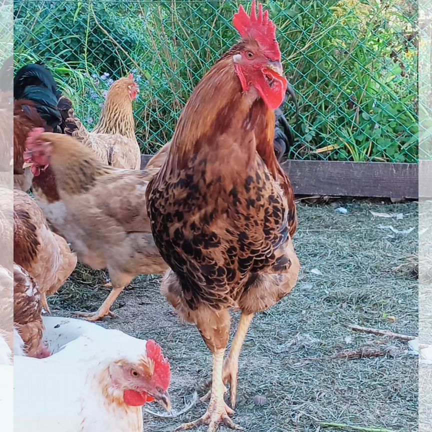 Петухи породы Кучинская Юбилейная