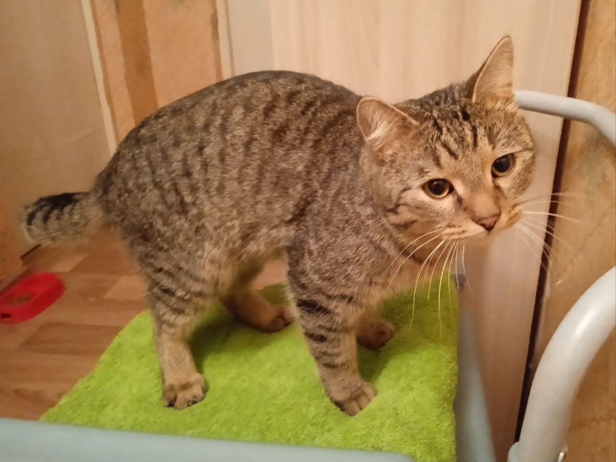 Кот ищет дом