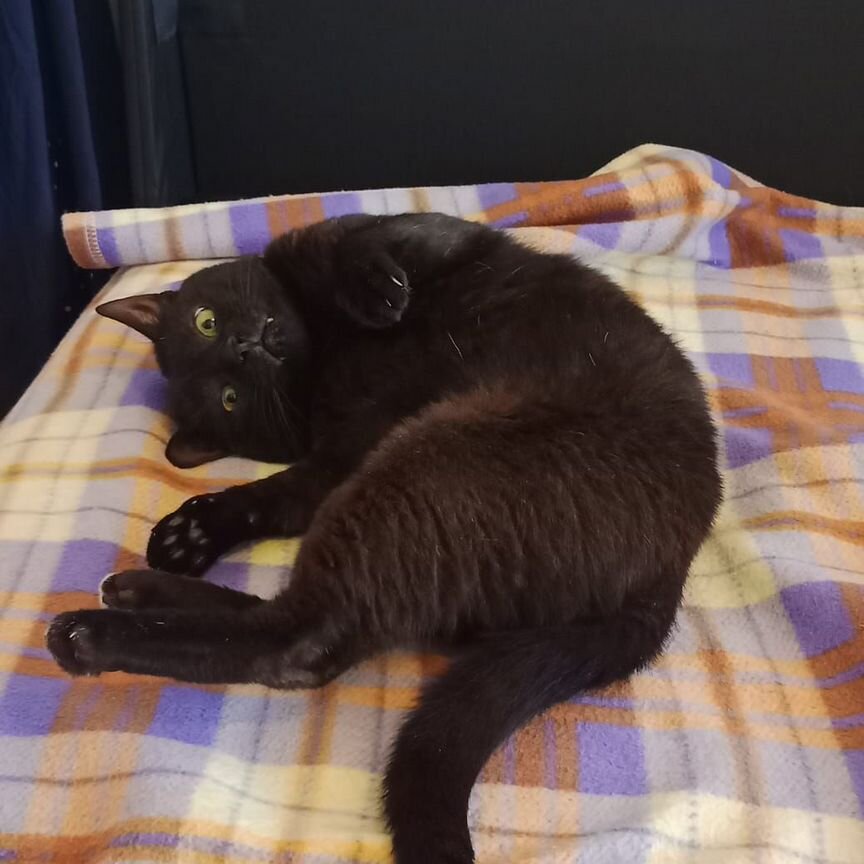 Котик в добрые руки