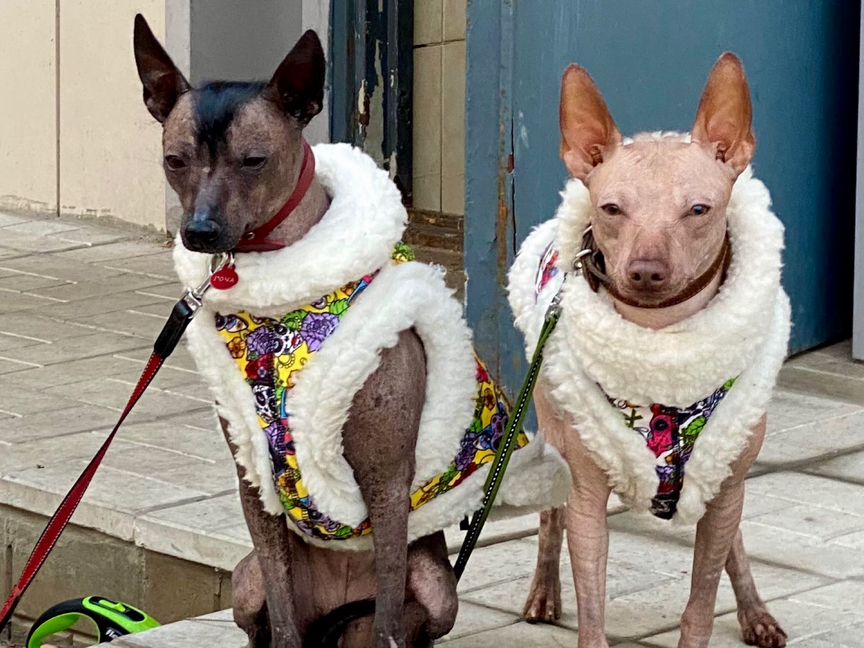 Жилетка на среднюю собаку из овчины