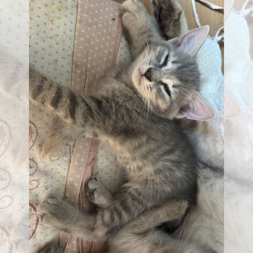 Невский маскарадный котёнок