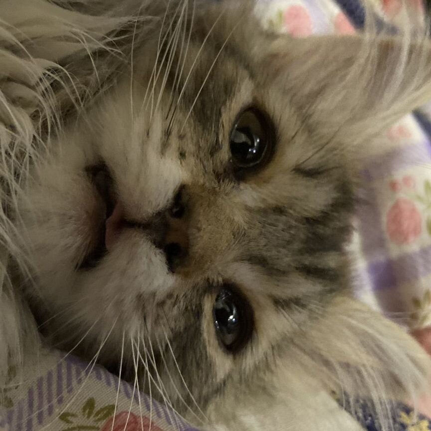 Мейн-кун котёнок