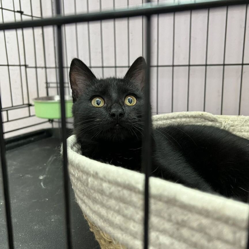 Котенку с шоссе нужна семья