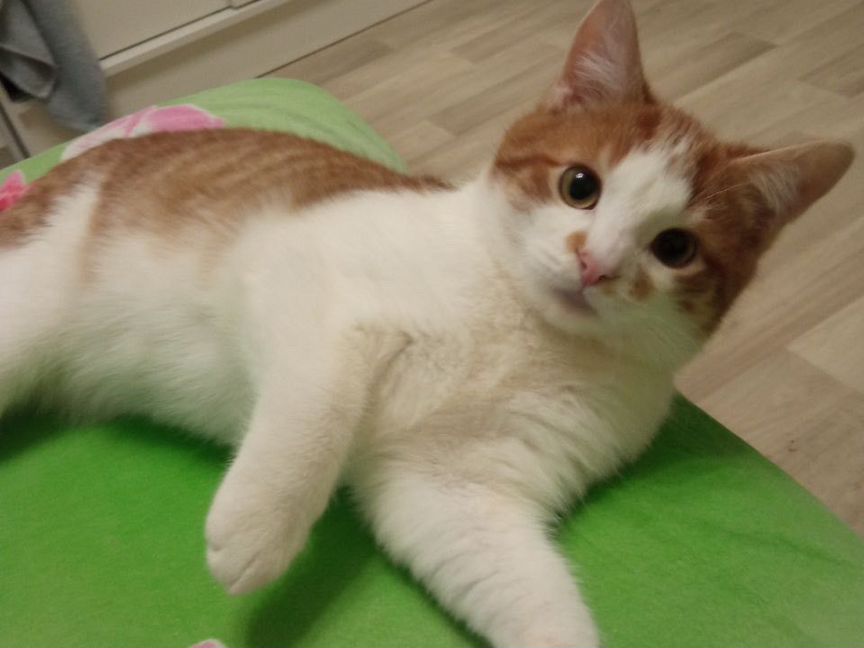 Рыжий котенок