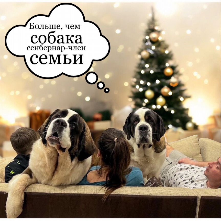 Сенбернар щенки -Бетховен, гигант - друг