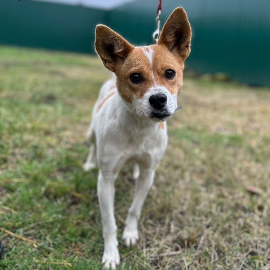 Взрослая собака в добрые руки