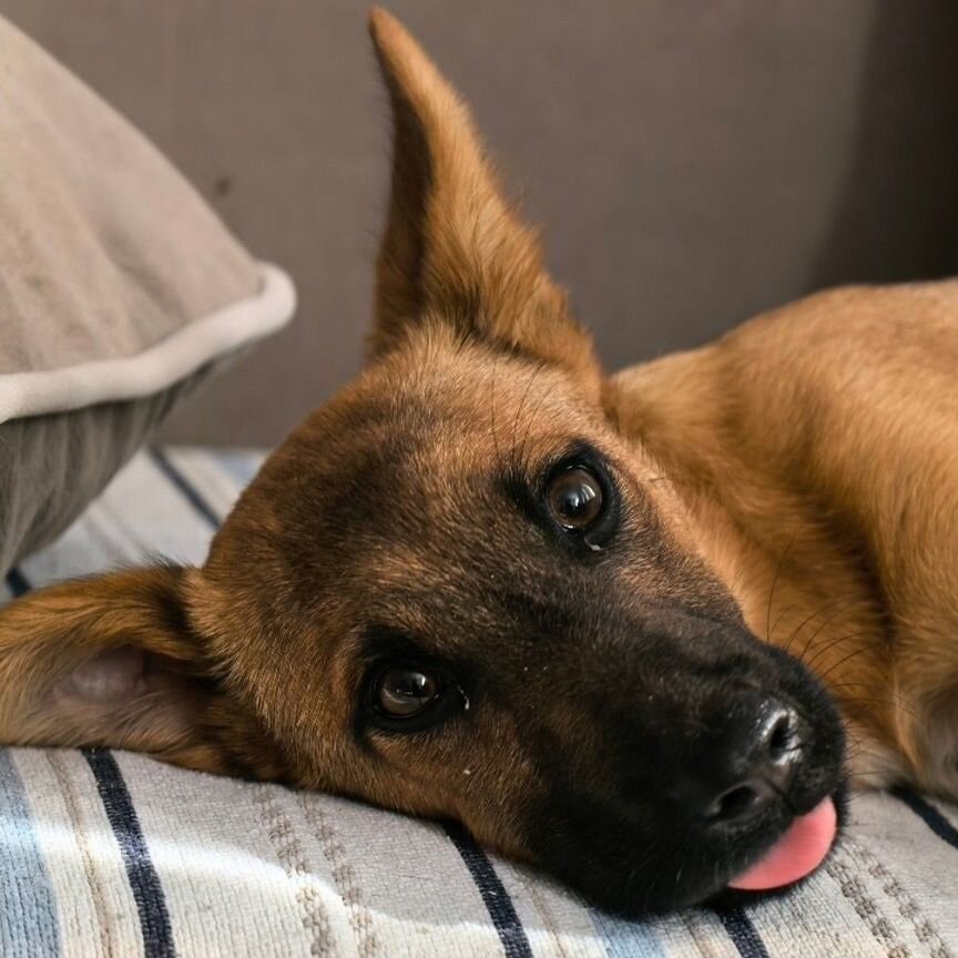 Щенок в добрые руки