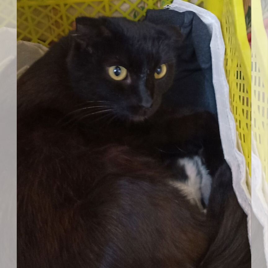 Кошка