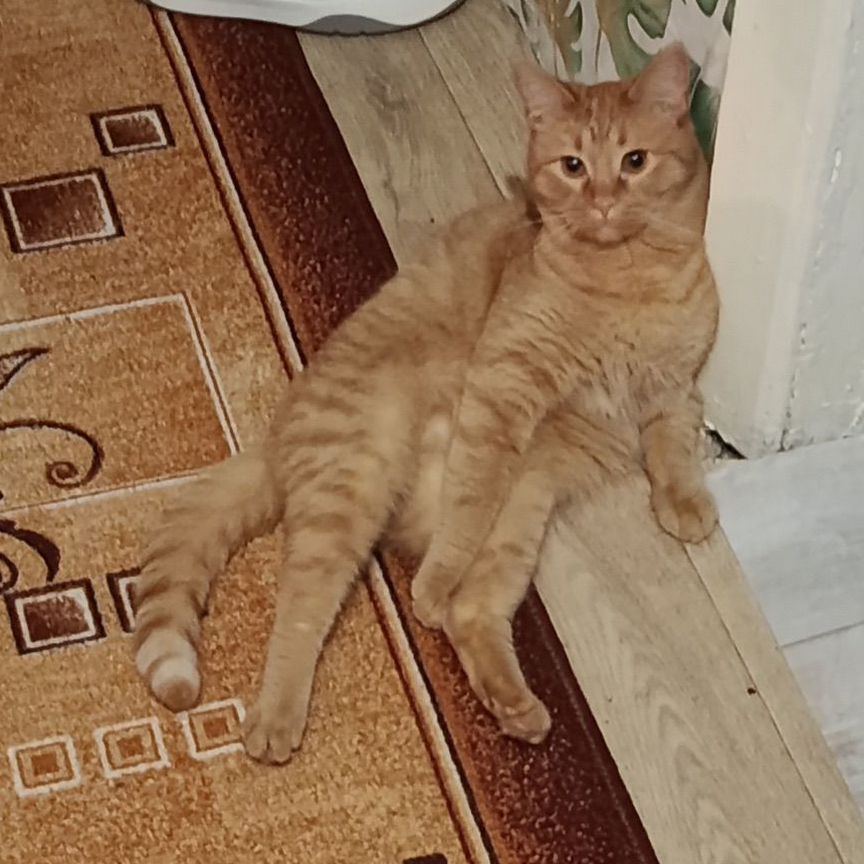 Взрослый кот в добрые руки