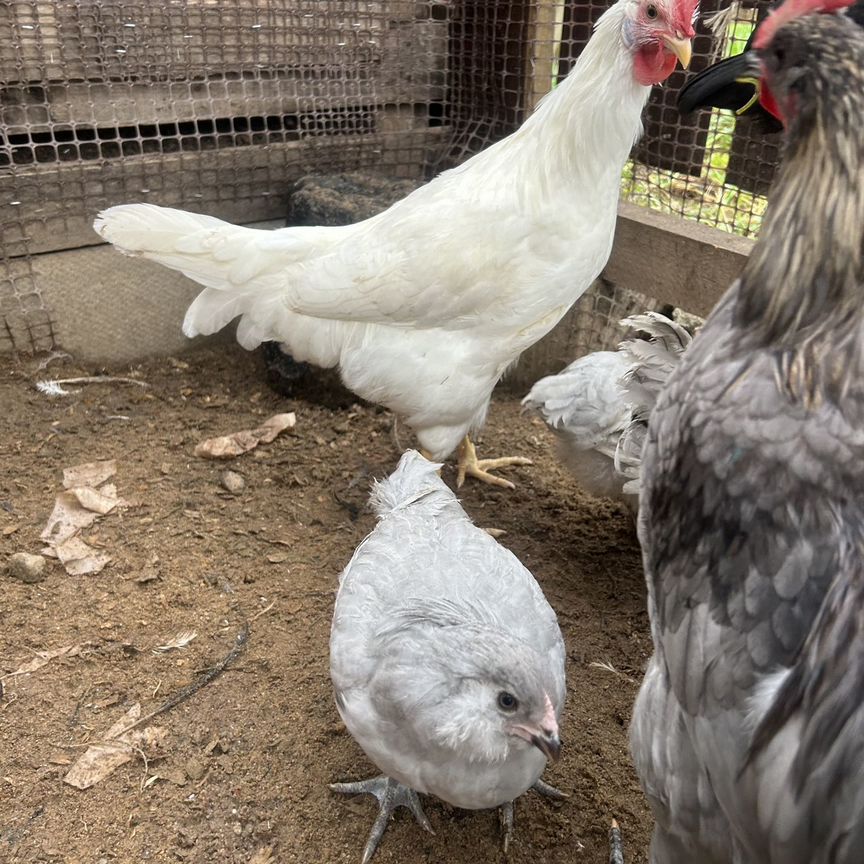 Петух Мини леггорн В-33 амераукана лаванда