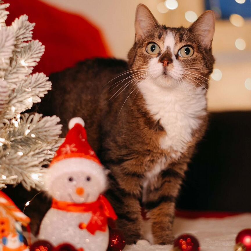 Взрослая кошка из приюта