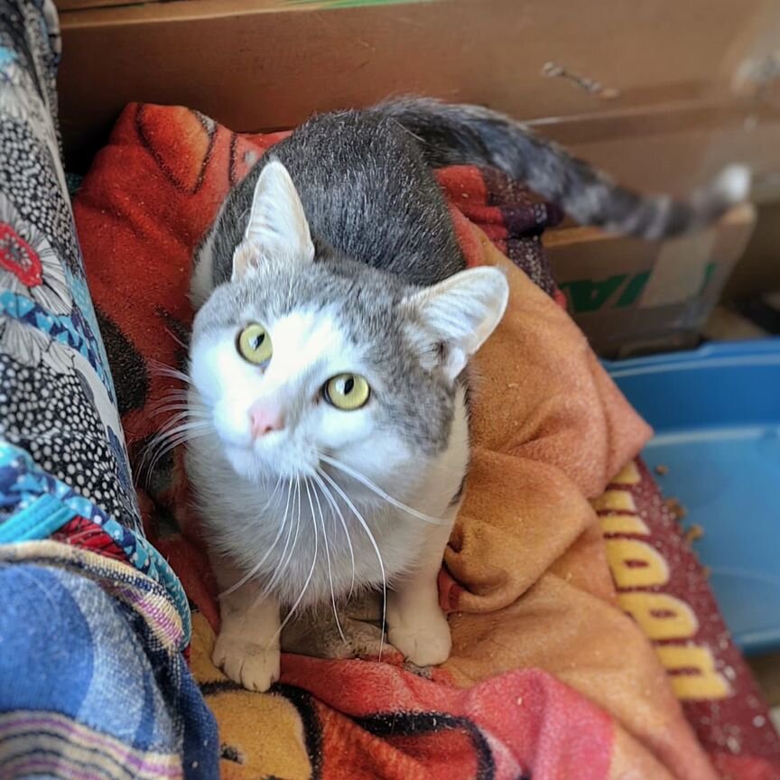 Кот Костя
