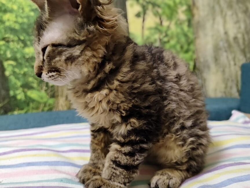 Котята пушистик кудрявые