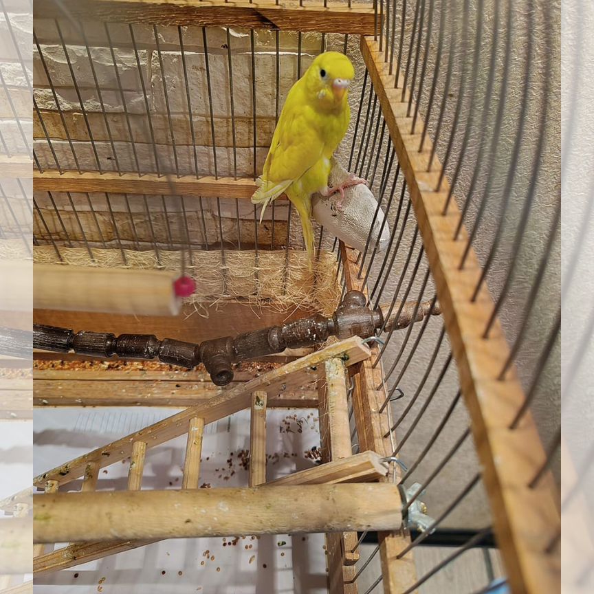 Волнистый попугай желтый с клеткой