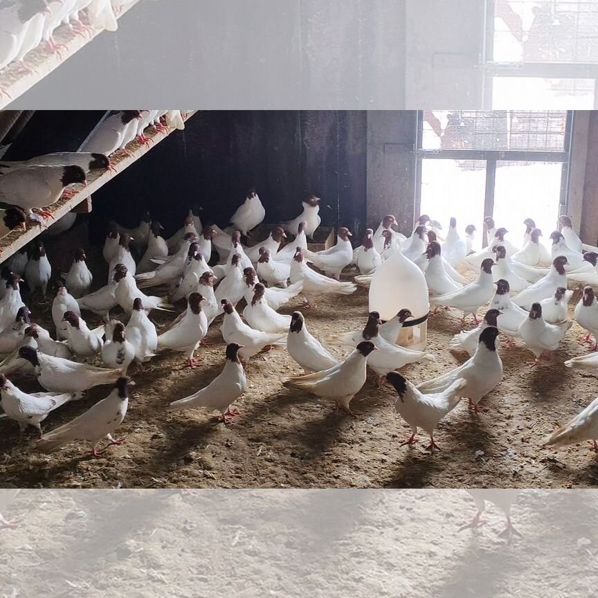 Продам голубей