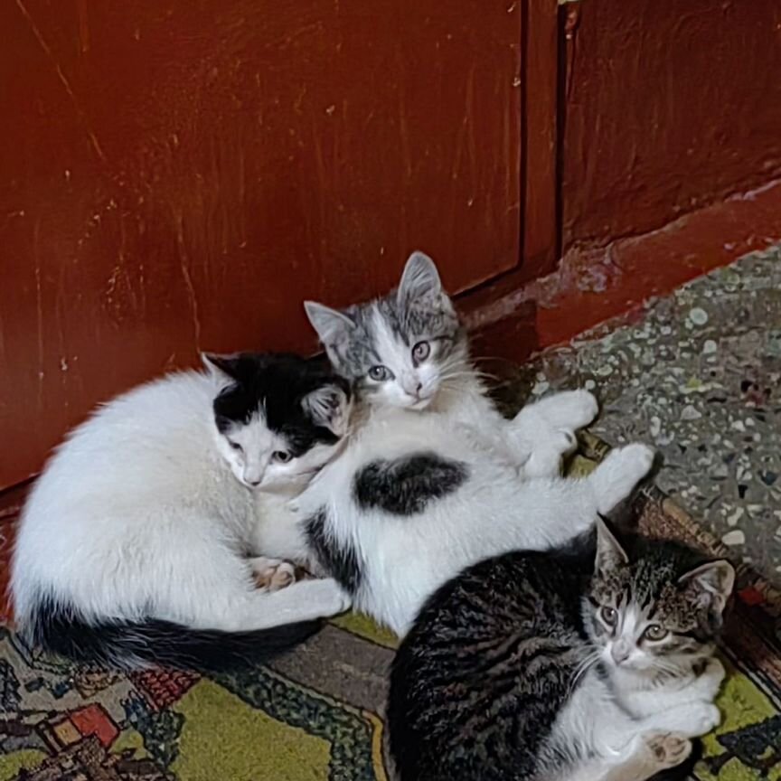 Котики бесплатно в добрые руки