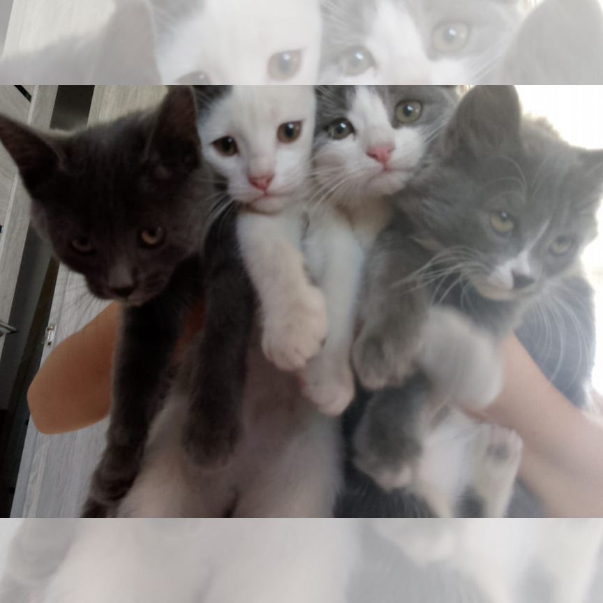Котята отдам бесплатно, мать вислоушка