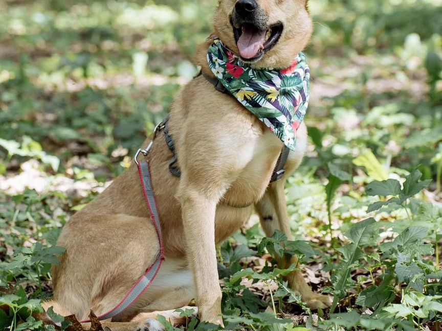 Айва из приюта "Дубовая роща" ищет дом