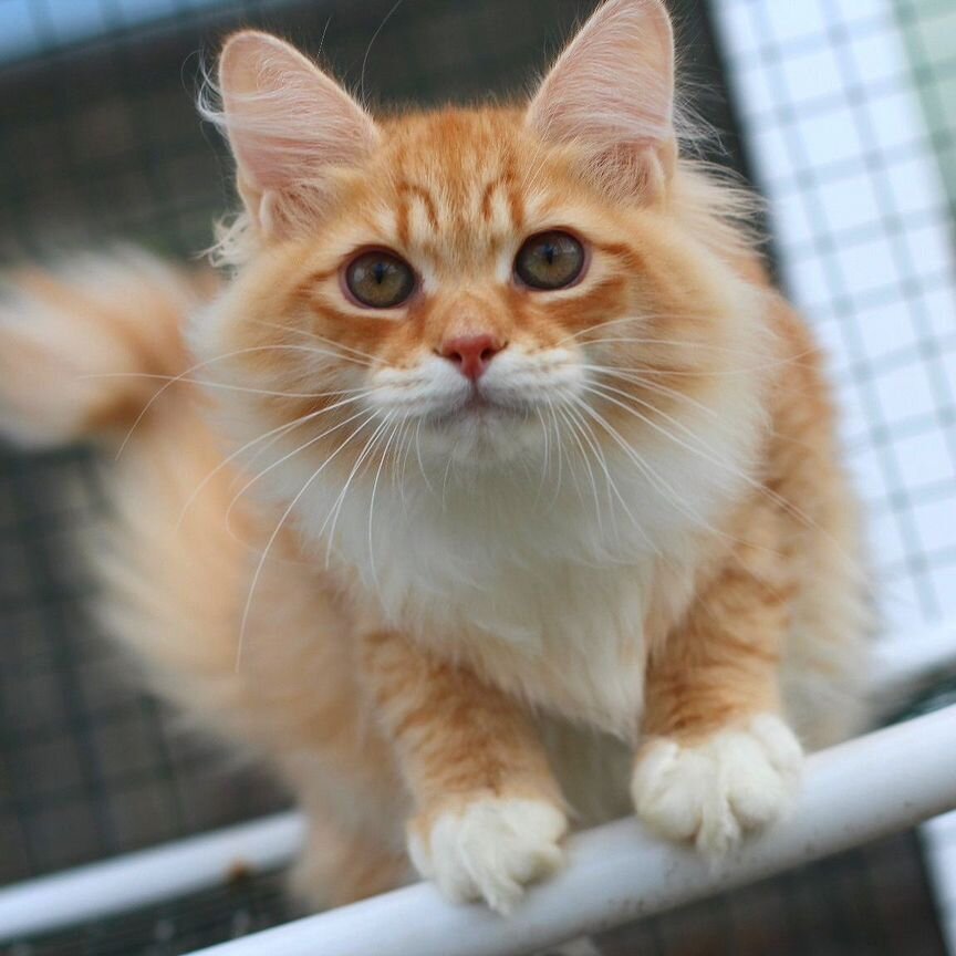Котята Сибирской породы