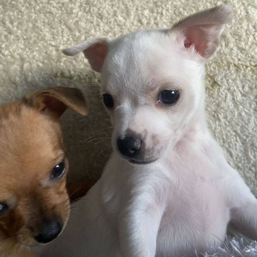 Чихуахуа, щенок