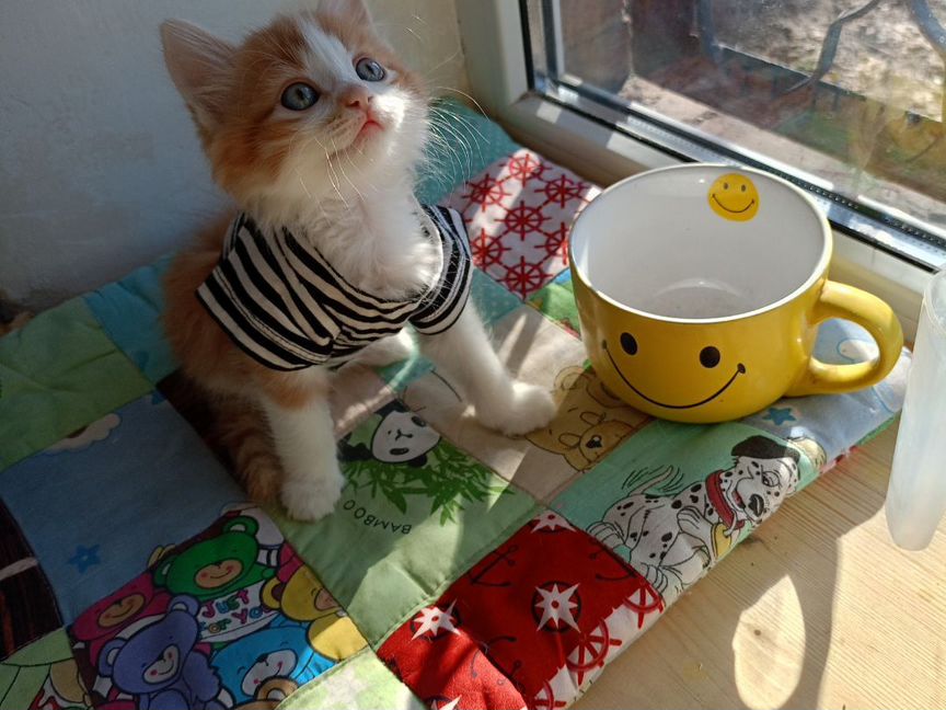 Котенка-Зайчика солнечного отдам в хорошие руки