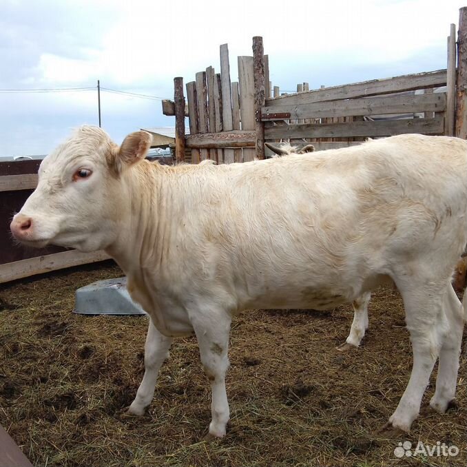 Телочки сименталы, полтора года, на племя