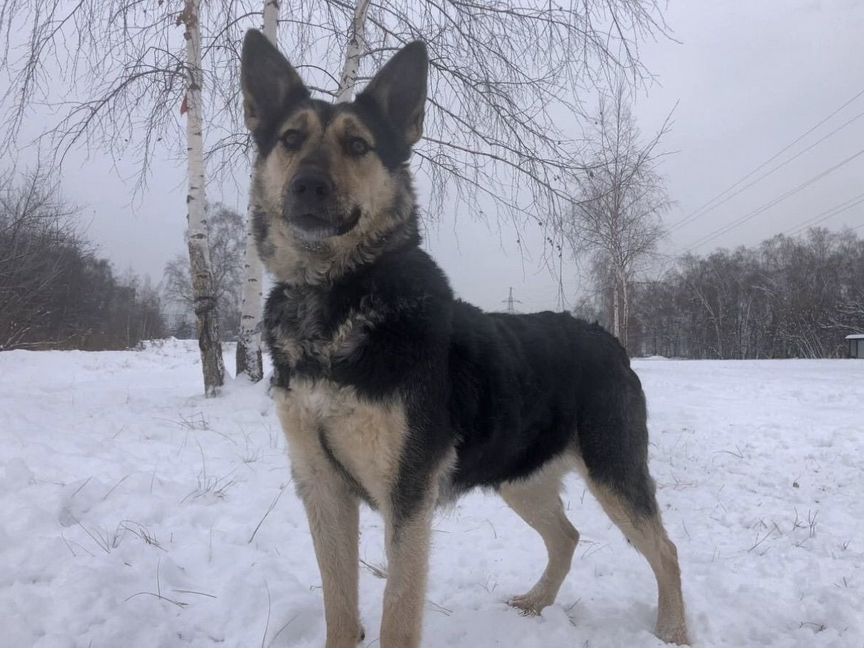 Кудрявая девочка ищет дом