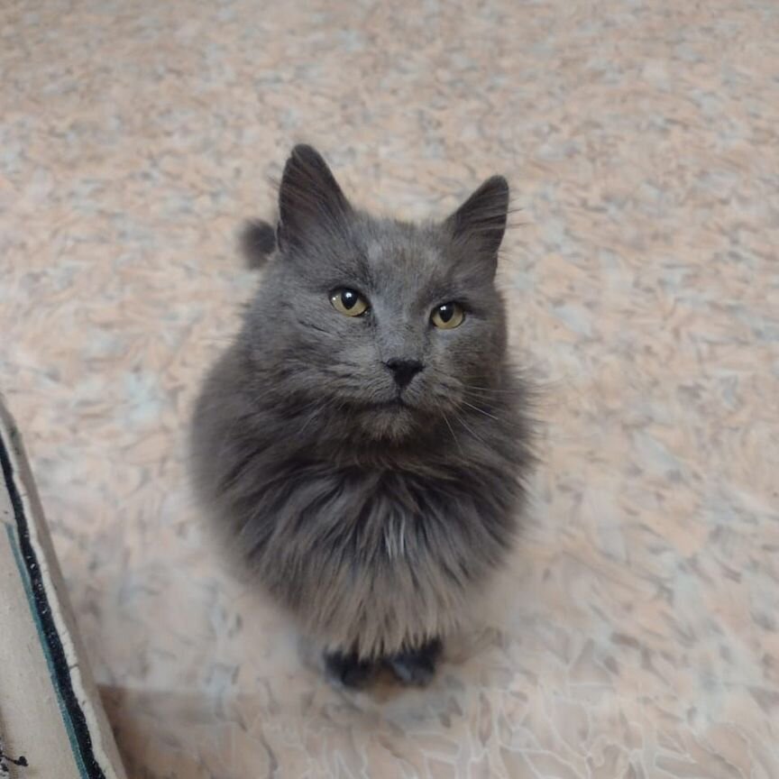 Котик ищет дом