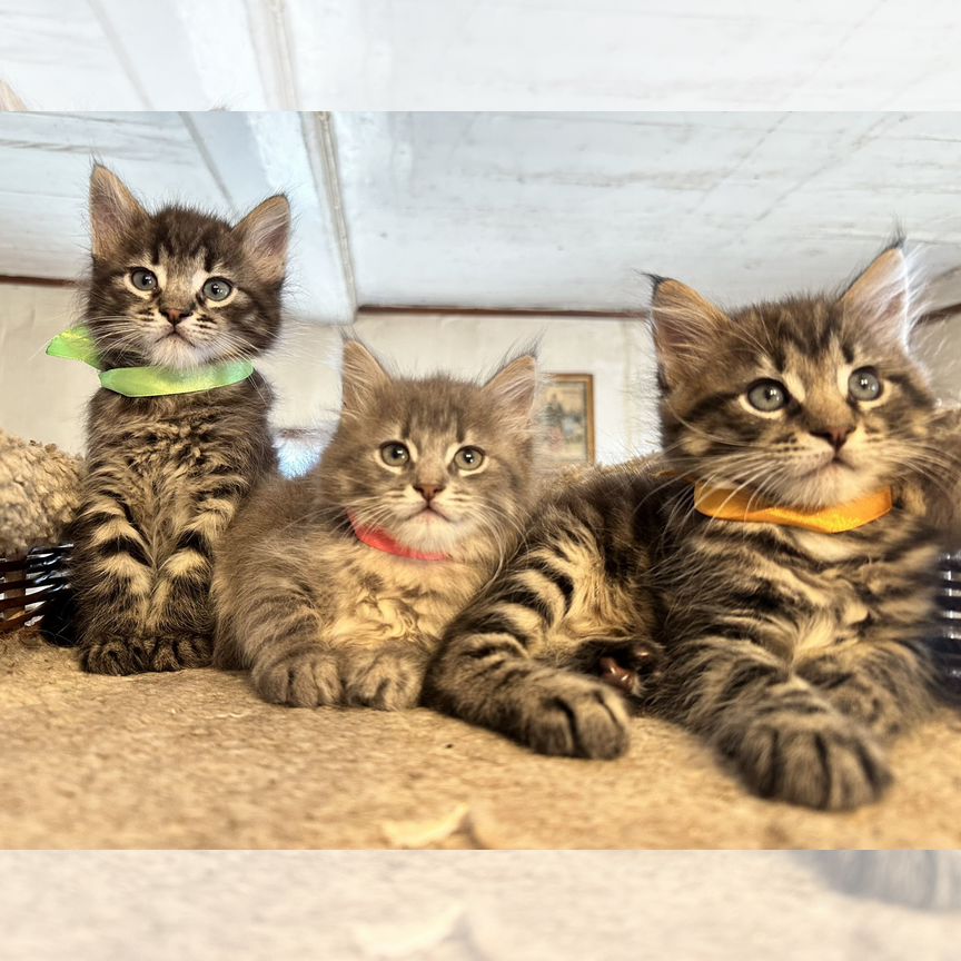 Сибирский котёнок