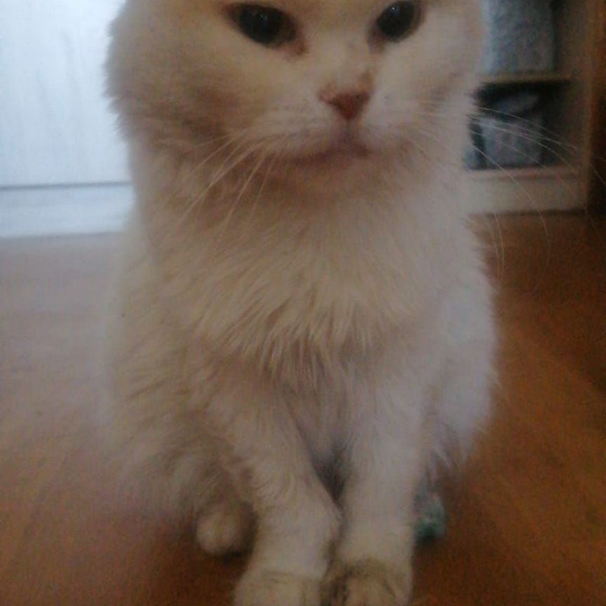 Найдена кошка
