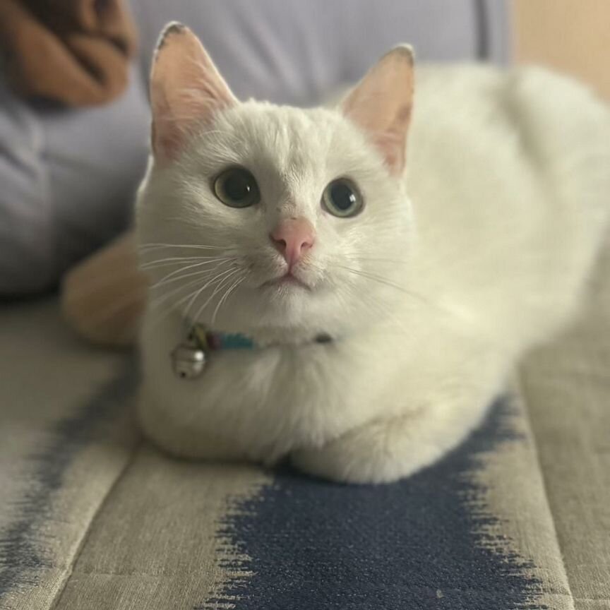 Белый котенок мальчик 3 месяца
