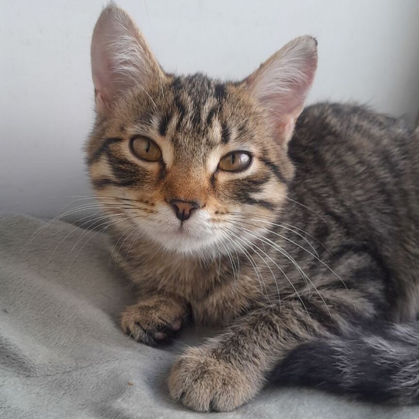 Котёнок девочка