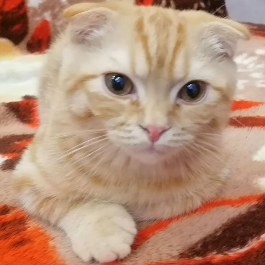 Шотландский кот