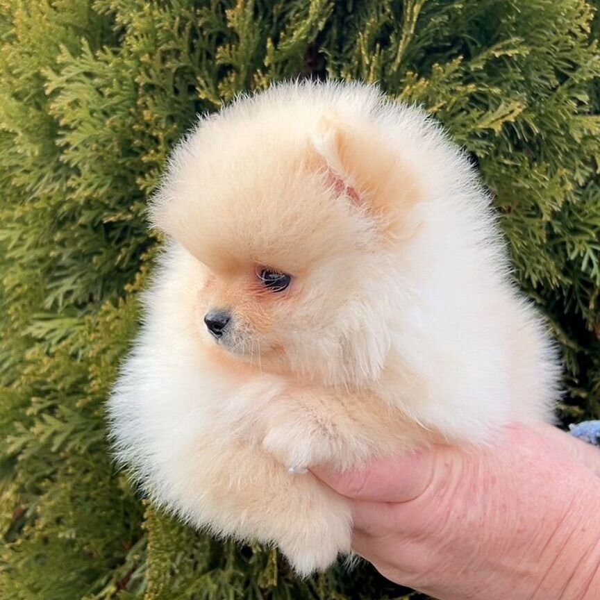 Померанский шпиц мини