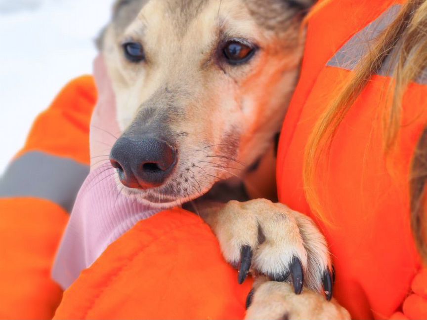 Чук из приюта ищет дом