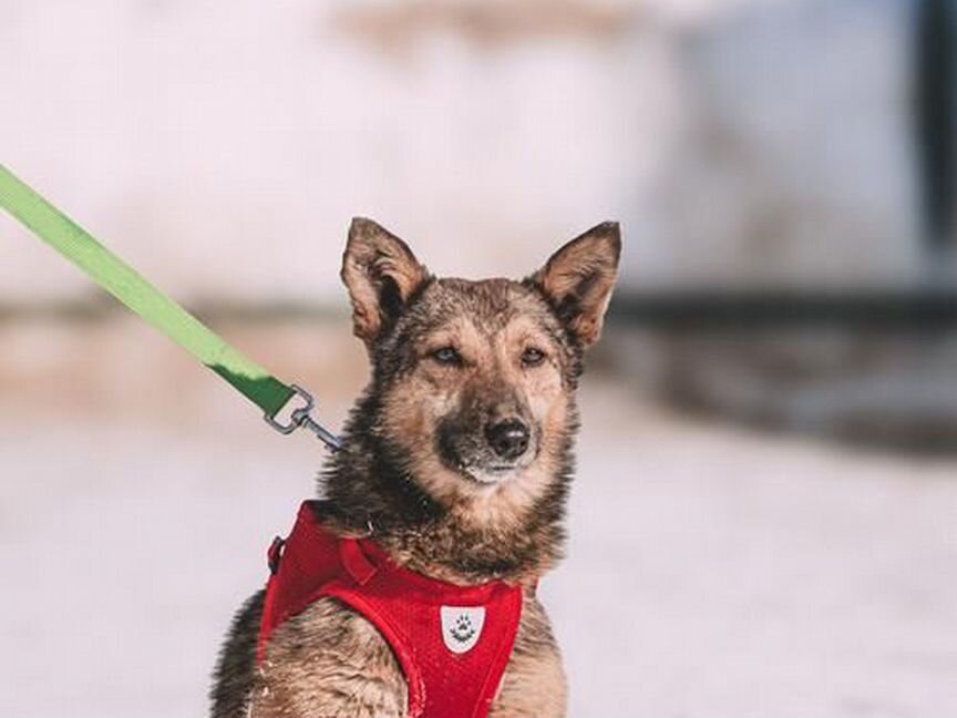 Ласковый Финик ищет дом