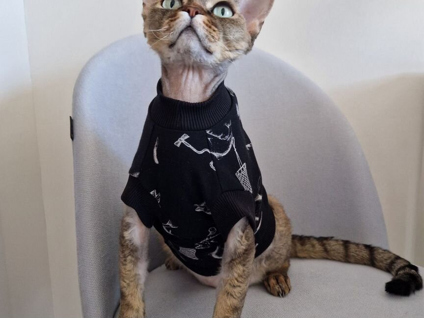 Одежда для кошек