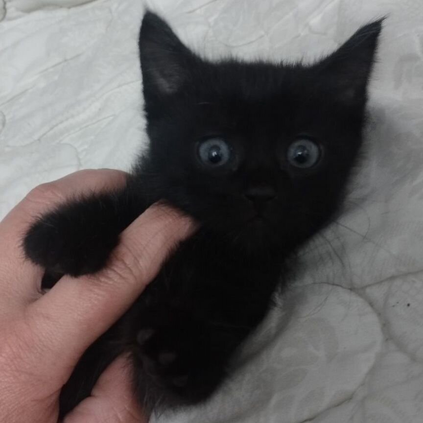 Отдам бесплатно котенок