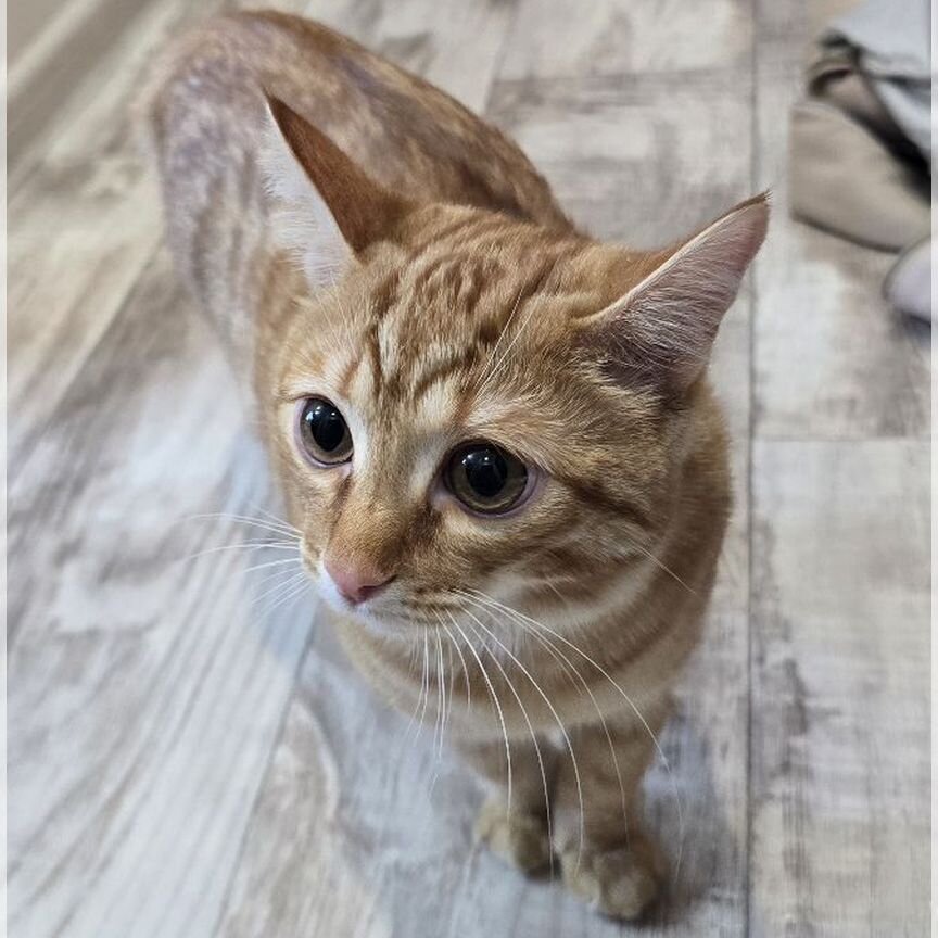 Сибирский котёнок