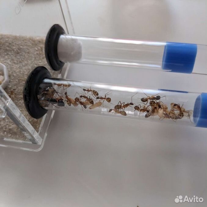 Муравьи Camponotus maculatus, irritans