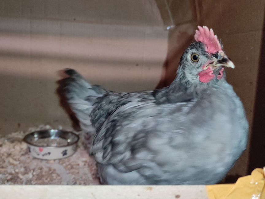 Амерауканские петушки