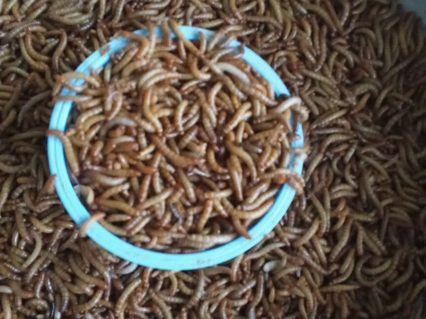 Мучной червь