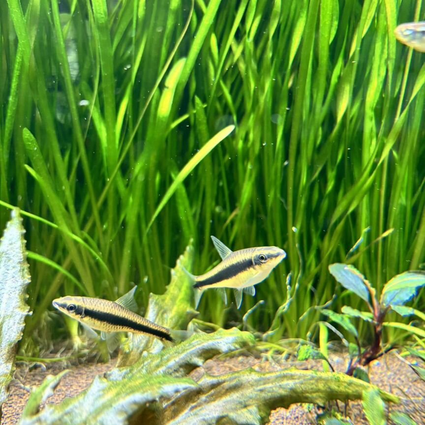 Сиамский водорослеед