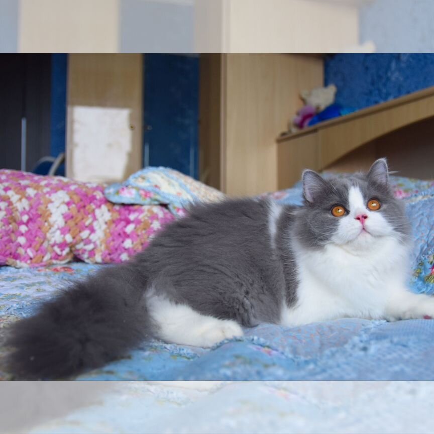 Британский длинношёрстный котёнок