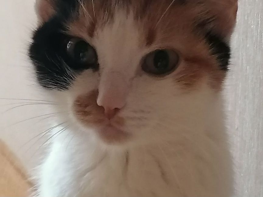Кошка