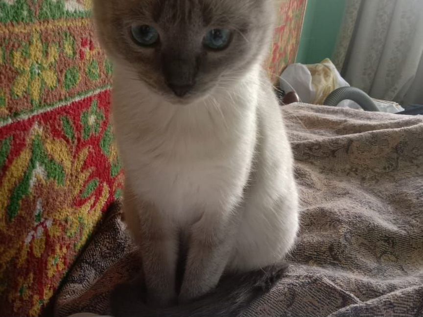 Сиамский кот