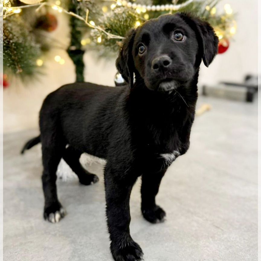 Щенок в добрые руки