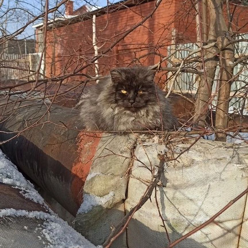 Два долгих года в клетке,в приюте