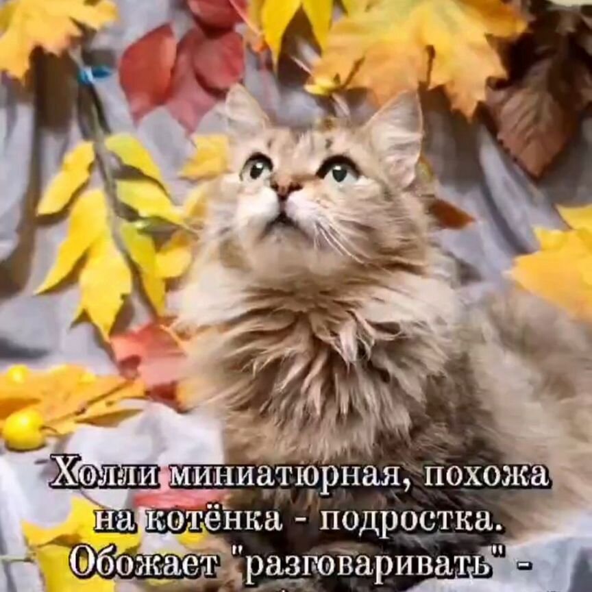 Кошечка ищет дом